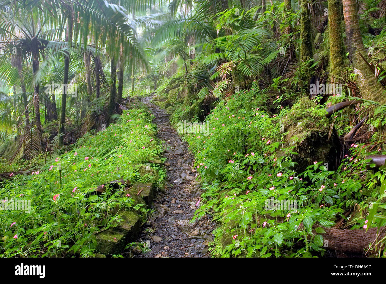 Trail through rain forest, El Yunque (Caribbean National Forest ...