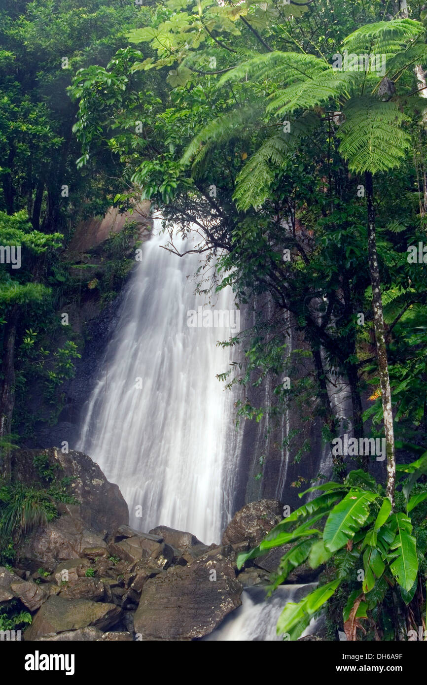 La Coca Waterfall, El Yunque (Caribbean National Forest), Puerto Rico ...