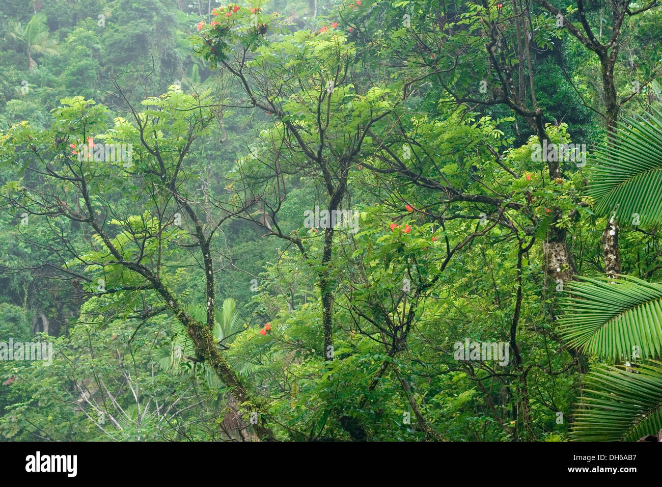 Trees in the mist, El Yunque (Caribbean National Forest), Puerto Rico ...