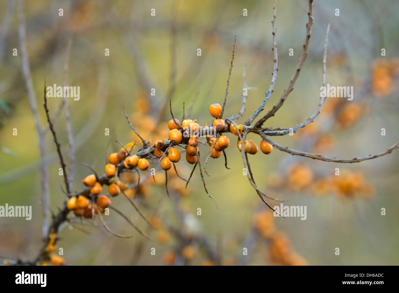 The fruits of Hippophae Stock Photo - Alamy