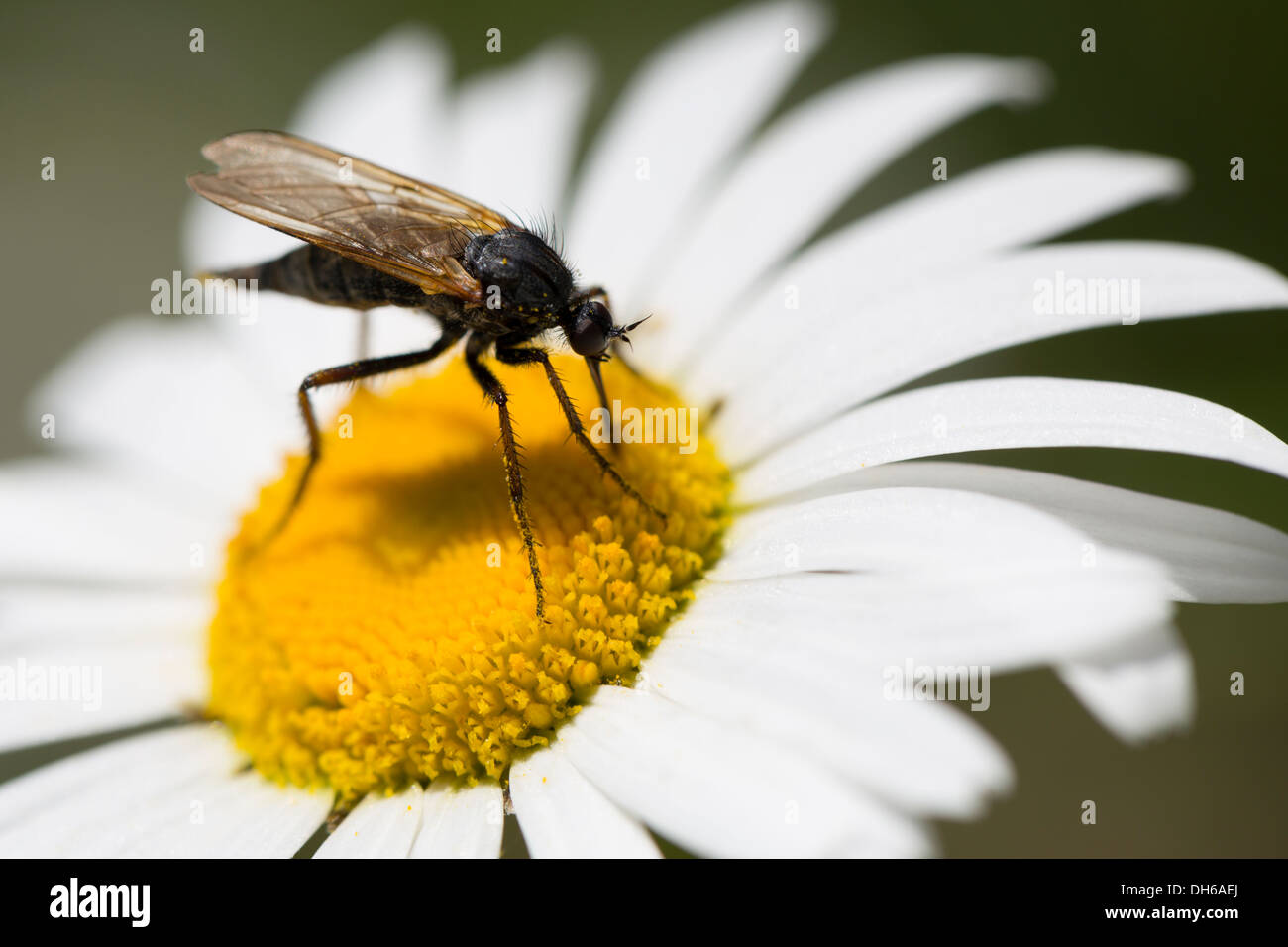 Animal arthropod arthropoda brachycera fly insect insecta natural ...