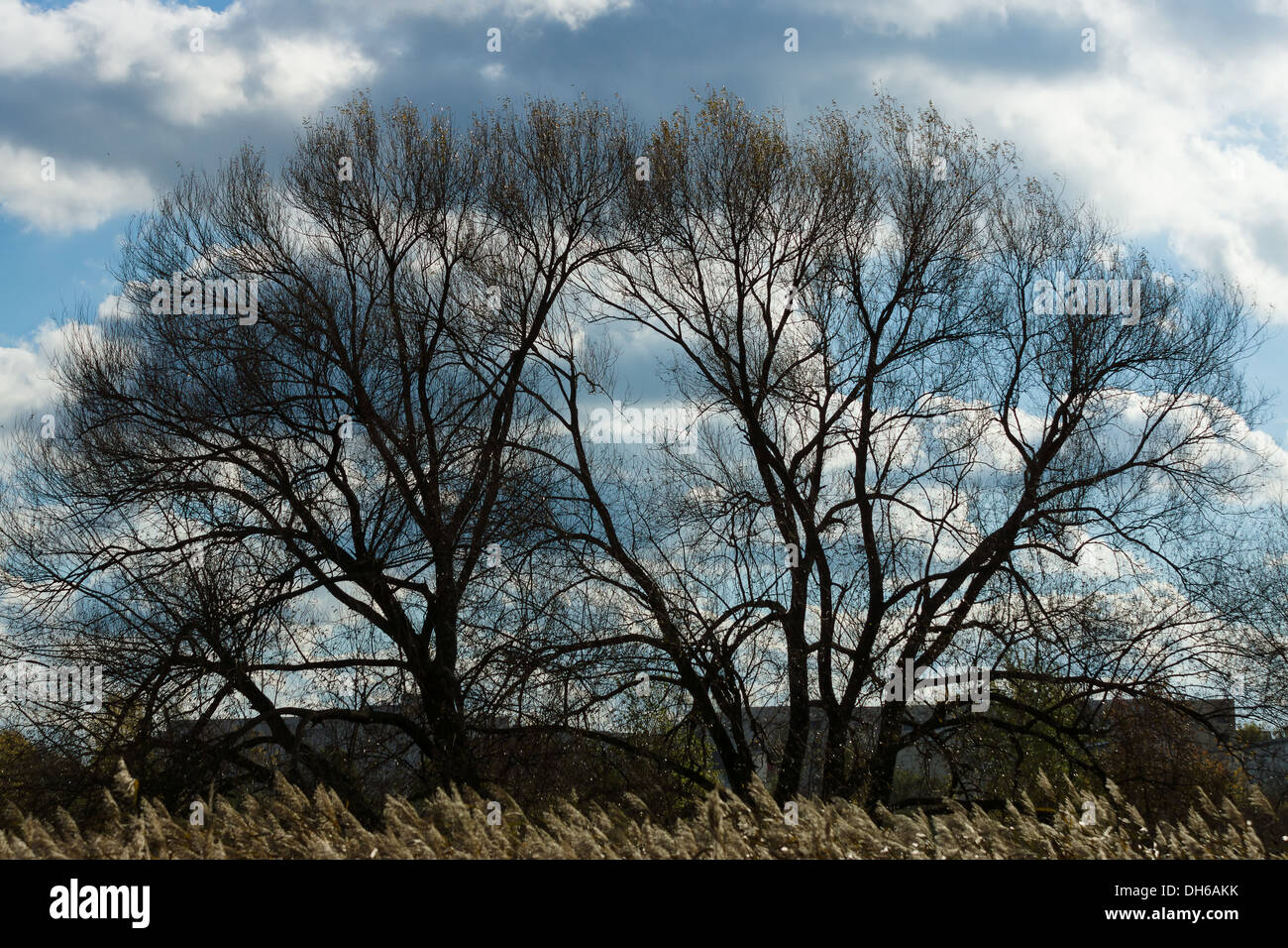 Autumn trees without leaves against a cloudy sky. Backlight Stock Photo ...