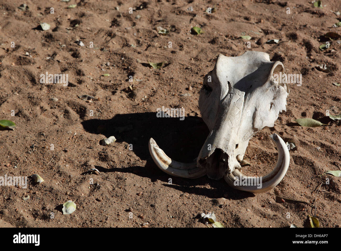 Warthog skull hi-res stock photography and images - Alamy