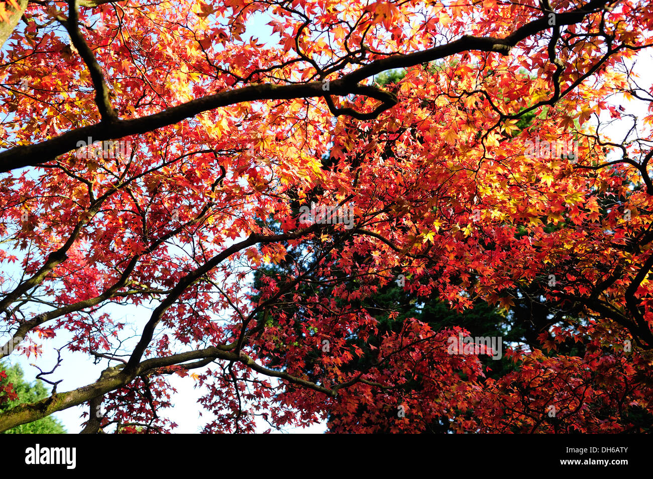 Autumn Trees Colourful Foliage Stock Photo - Alamy