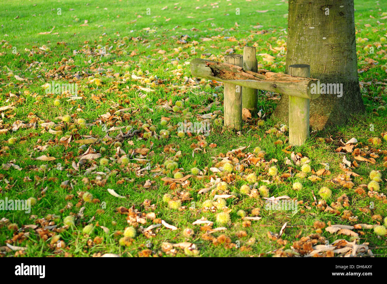 Chestnut ,Autumn Seeds Stock Photo - Alamy