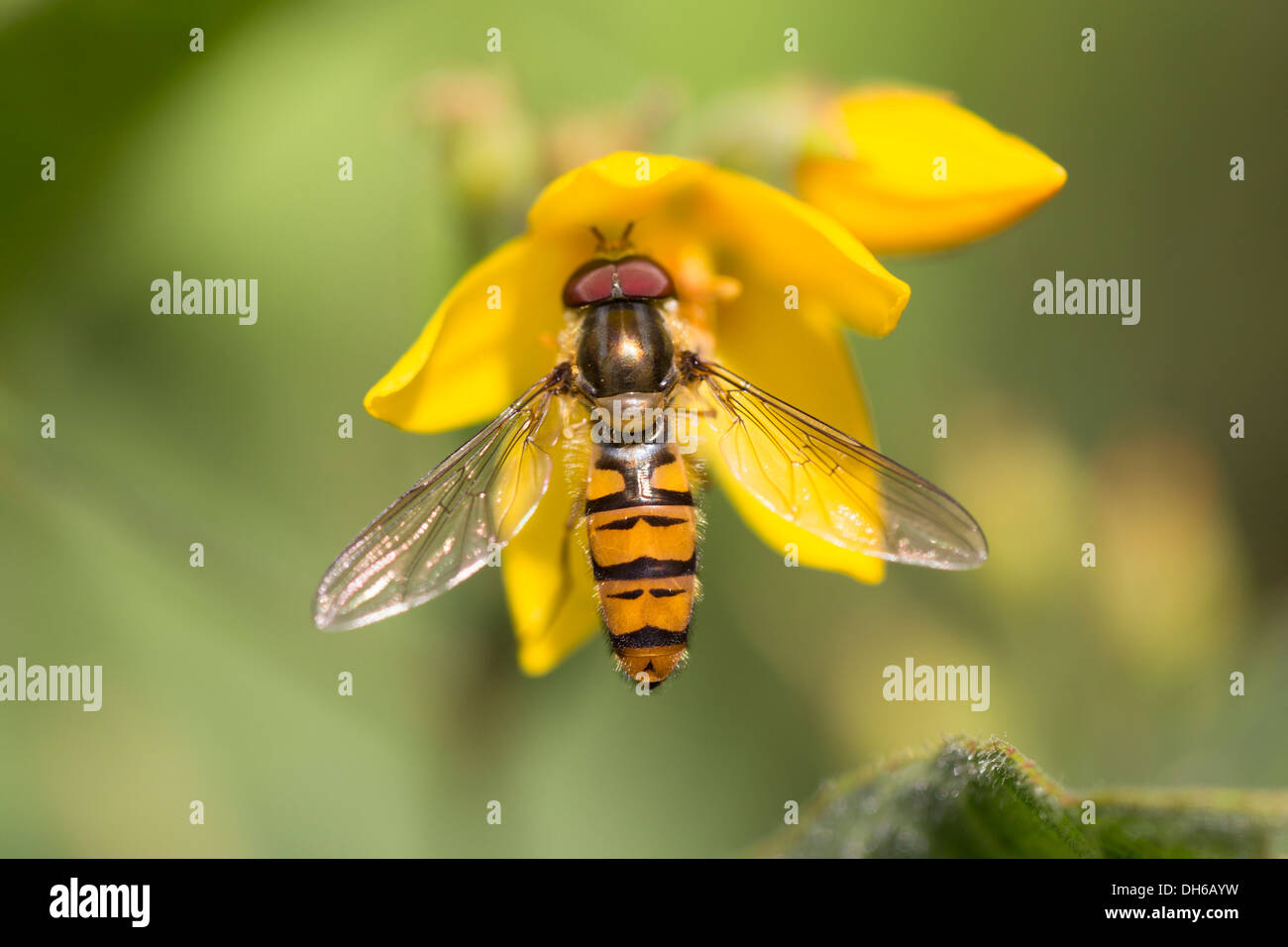 Animal arthropod arthropoda brachycera fly insect insecta natural ...