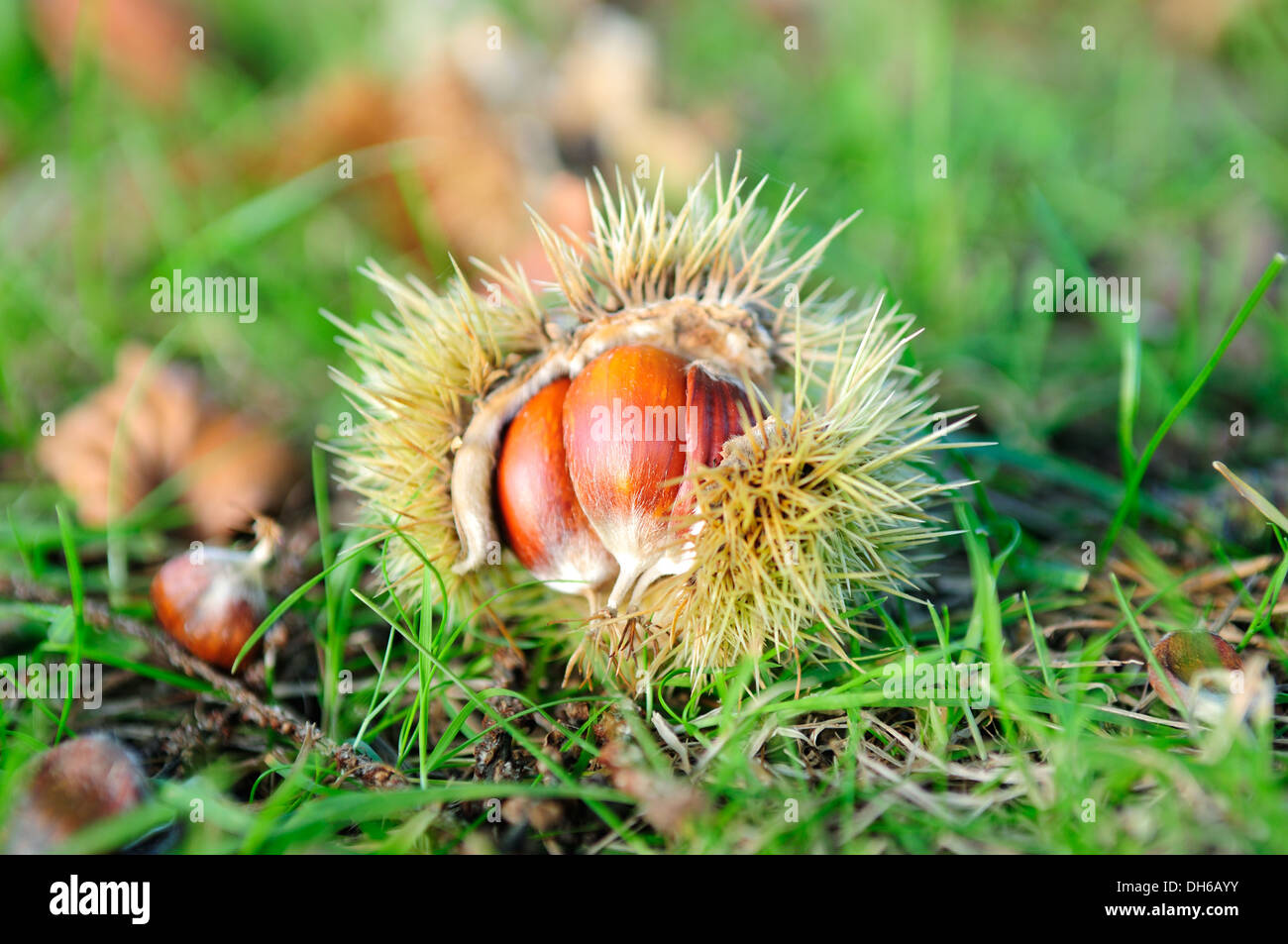 Chestnut ,Autumn Seeds Stock Photo - Alamy