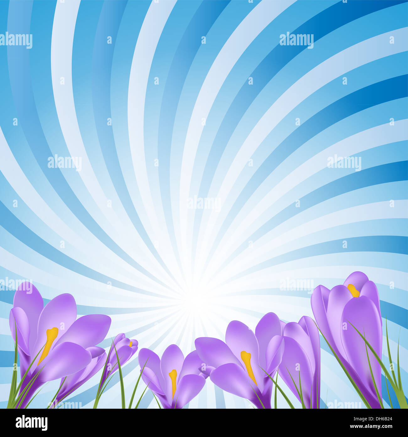 Vector illustration crocus flower background Stock Photo - Alamy