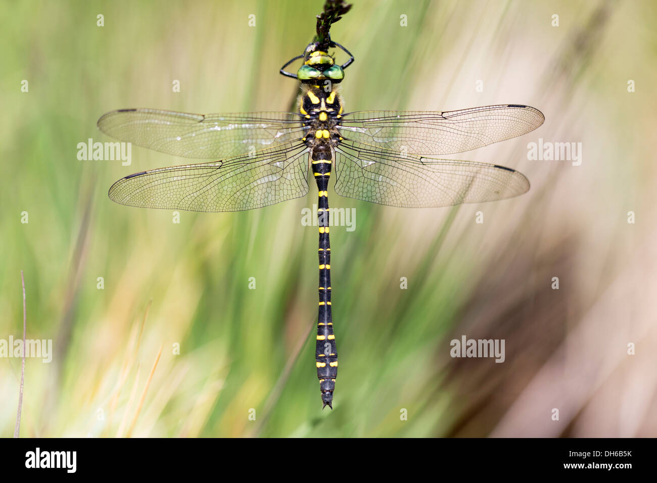 Golden ring dragonflies hi-res stock photography and images - Alamy