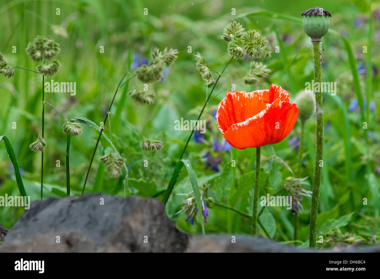 Kakach hi-res stock photography and images - Alamy