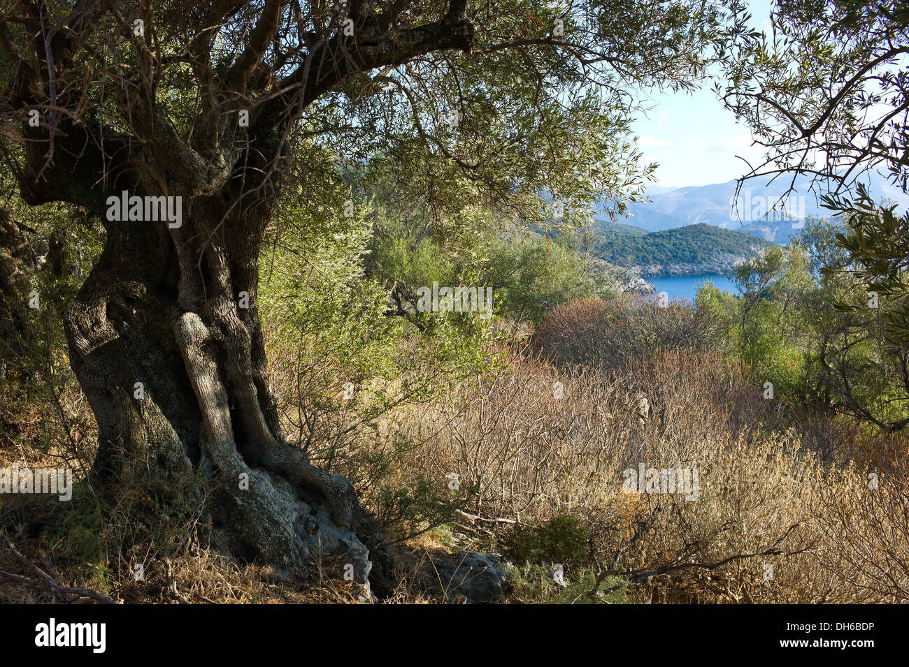 View to the sea through Olive trees and dense undergrowth of vegetation ...