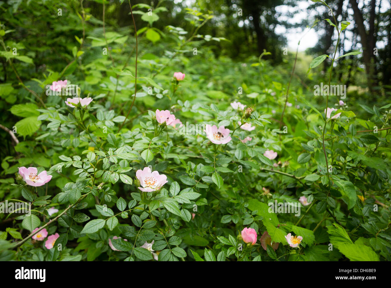 Wild rose bush hi-res stock photography and images - Alamy