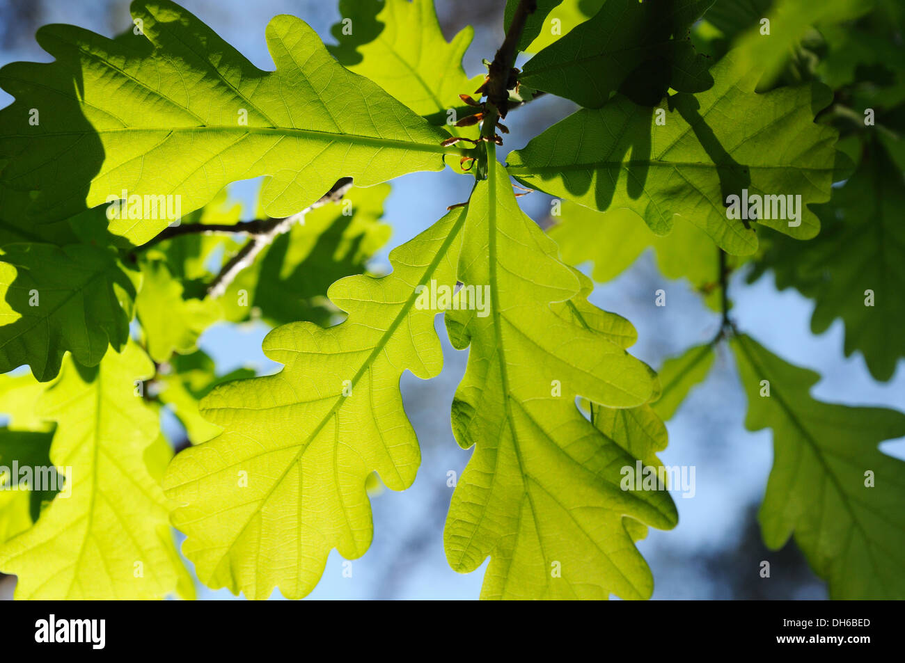 Oak tree through seasons hi-res stock photography and images - Alamy