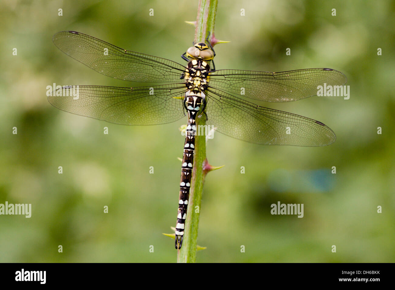 Southern hawker dragonflies hi-res stock photography and images - Alamy