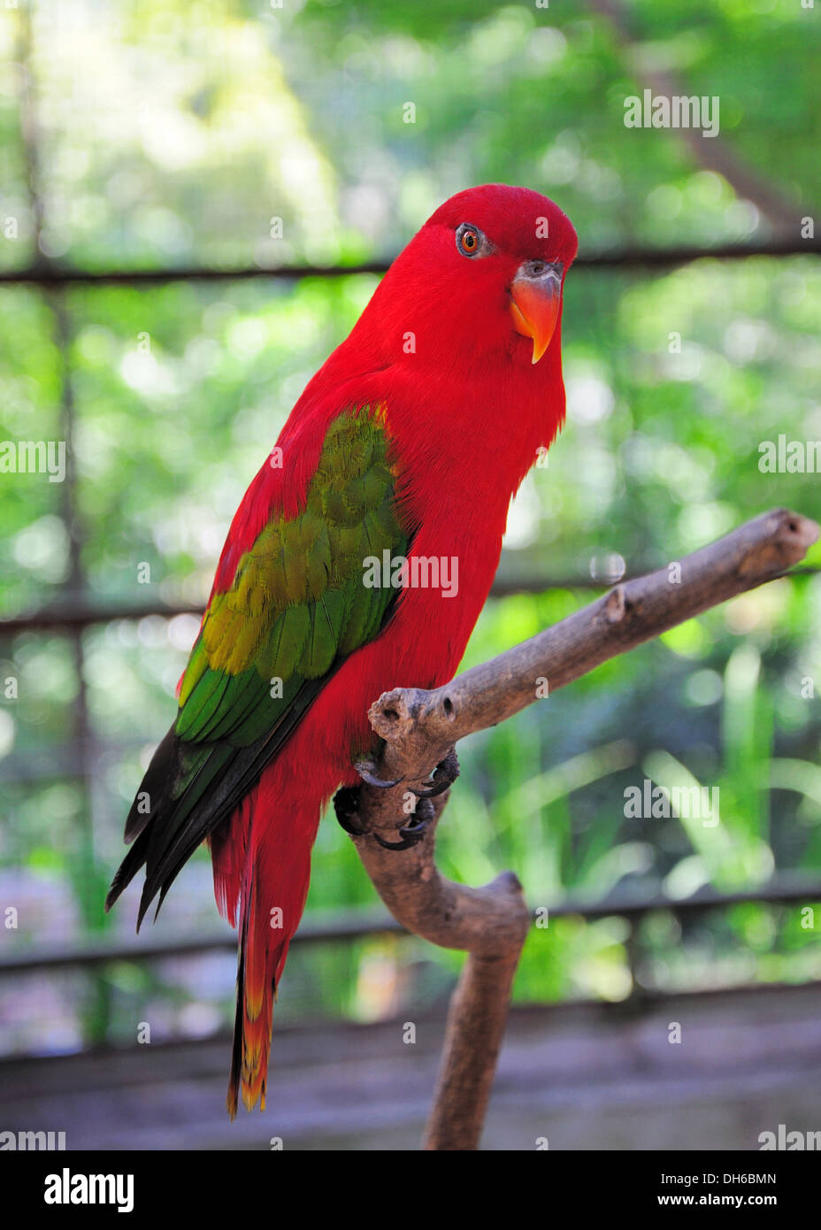 Red lory hi-res stock photography and images - Alamy