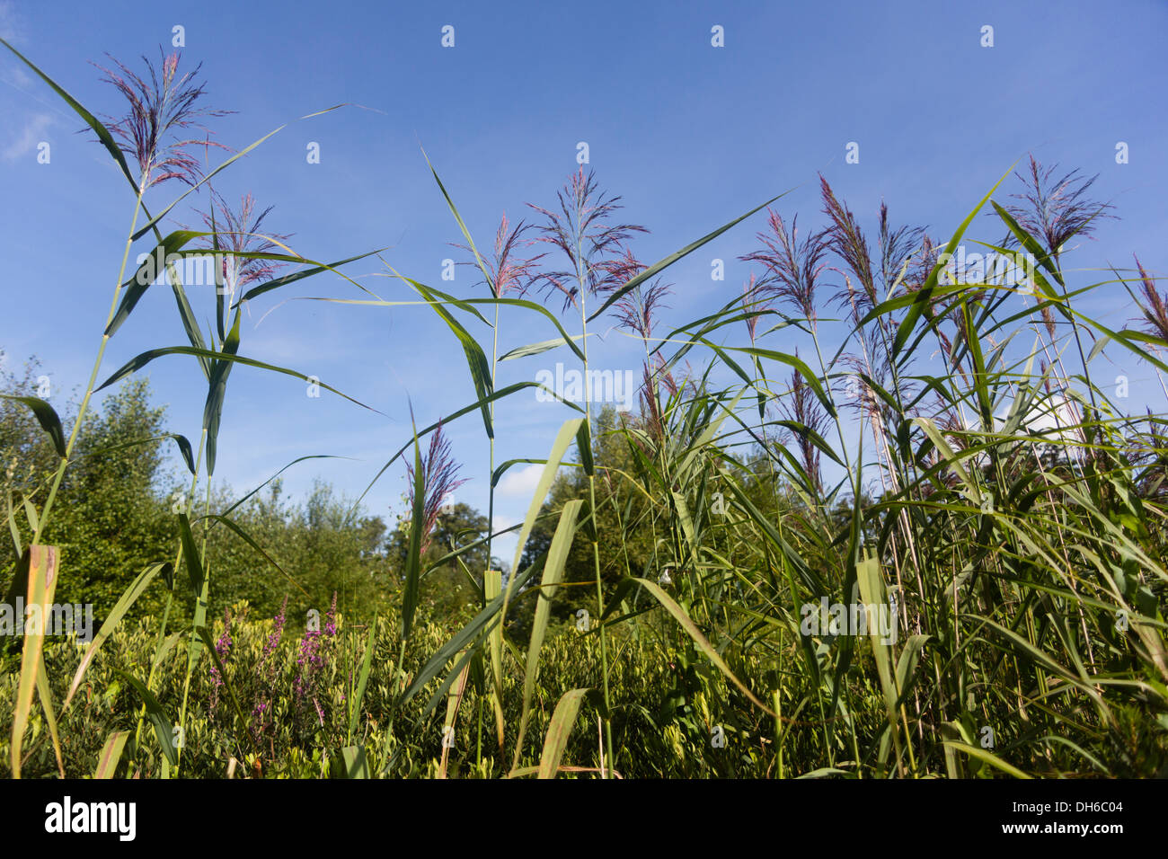 Phragmites Australis Australis High Resolution Stock Photography and ...