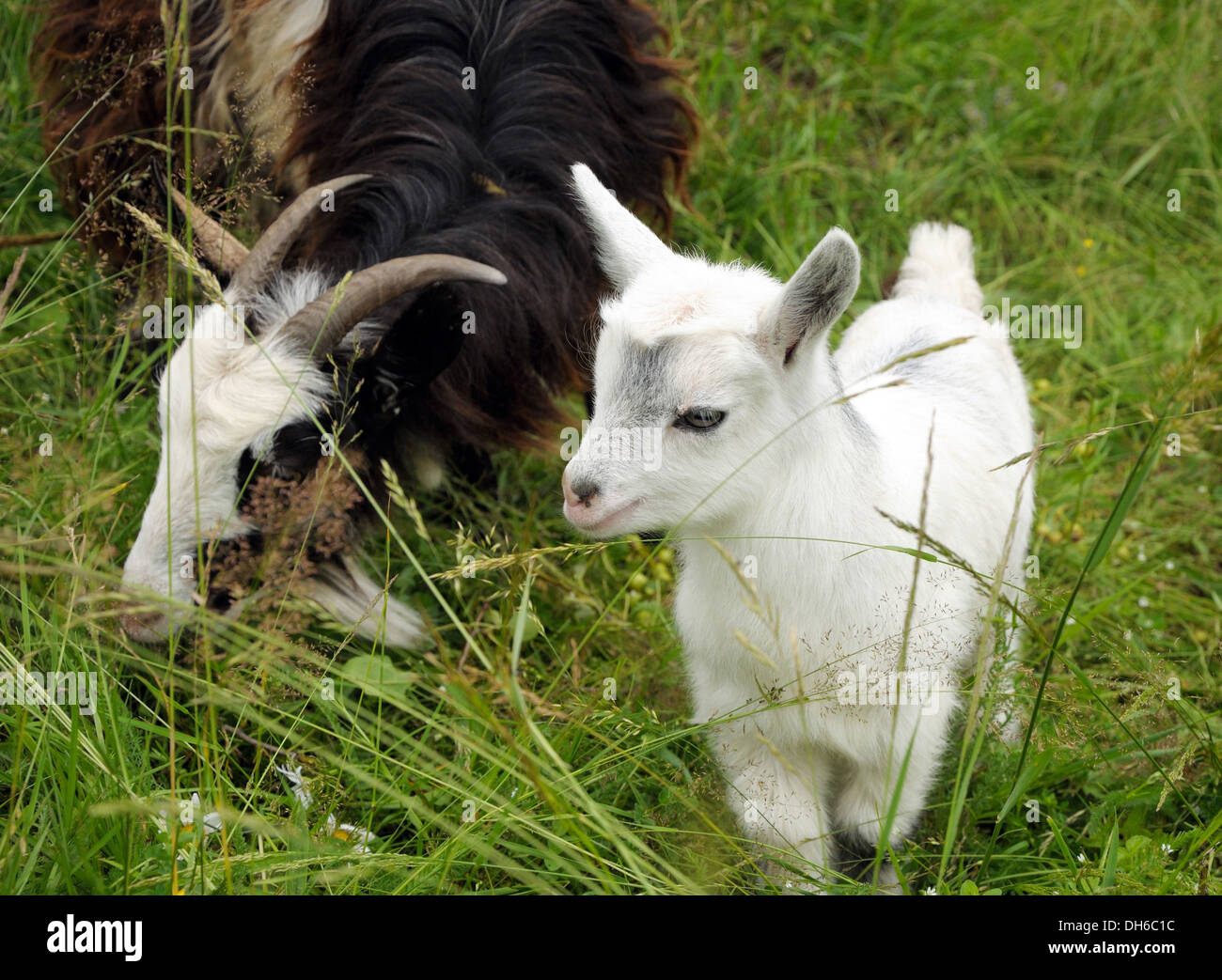 Goat mummy hi-res stock photography and images - Alamy