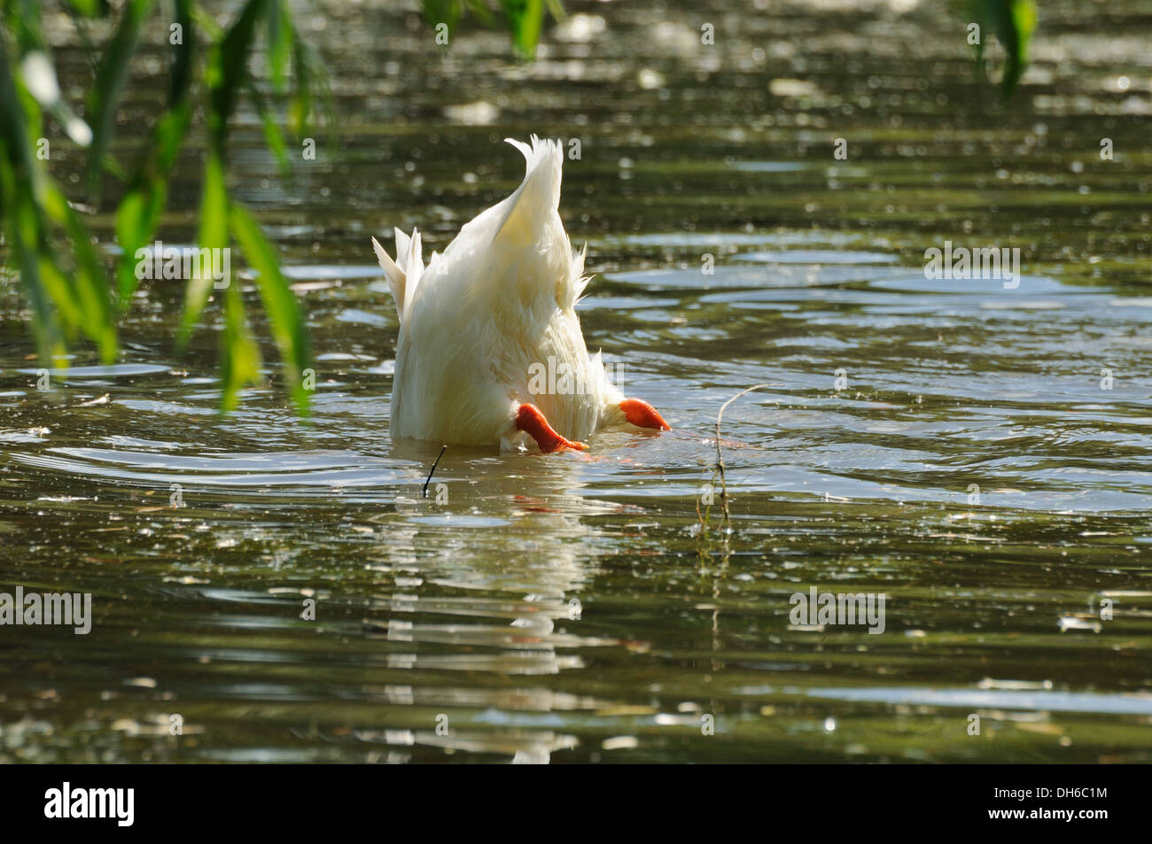 White Duck Tail