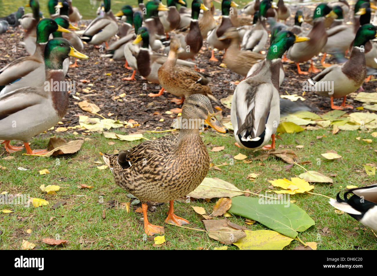 gray duck in front of duck flock Stock Photo - Alamy