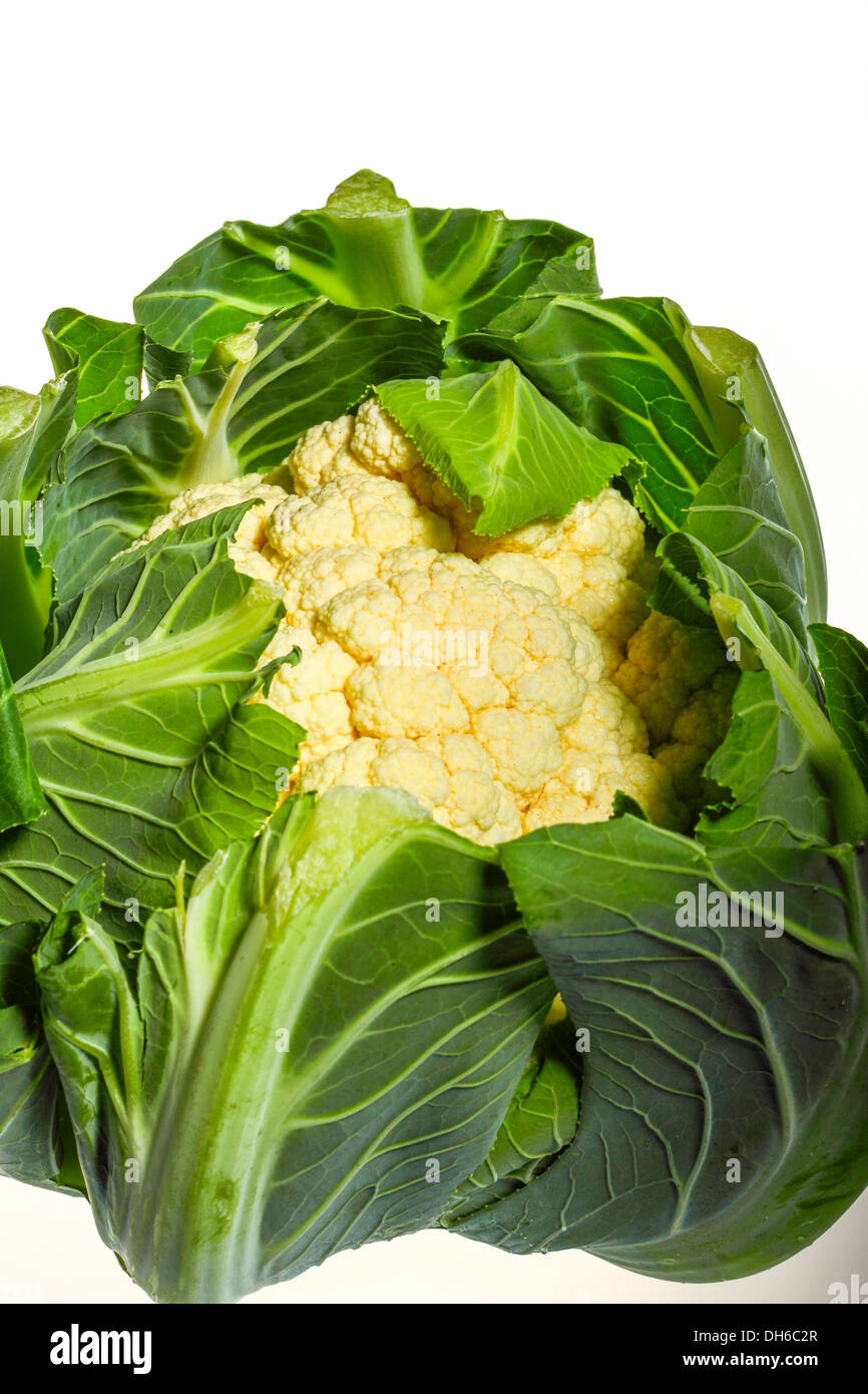 Close up of a cauliflower on a white background Stock Photo - Alamy