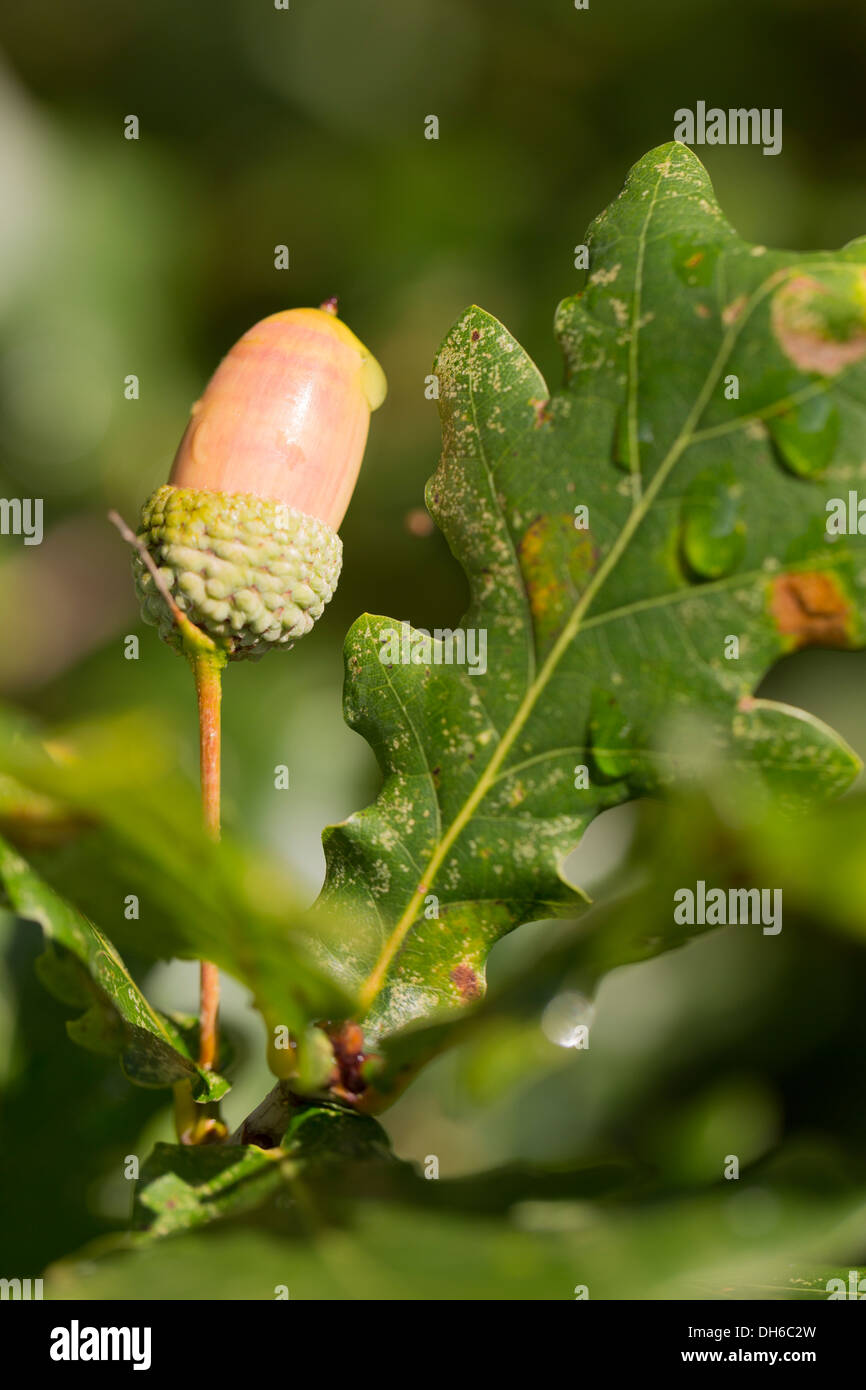 Acorn mast hi-res stock photography and images - Alamy