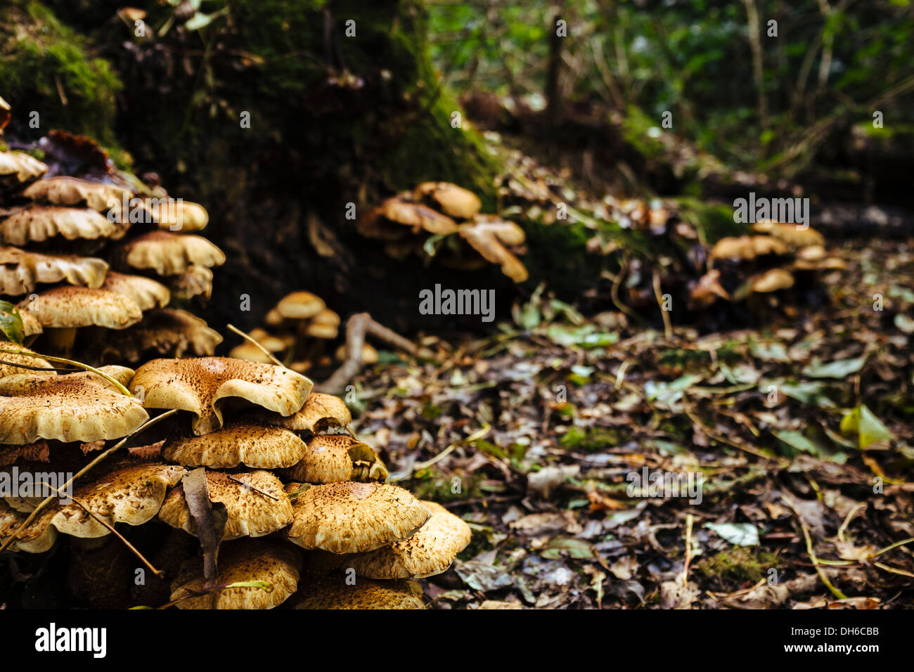 Floor bushes hi-res stock photography and images - Alamy