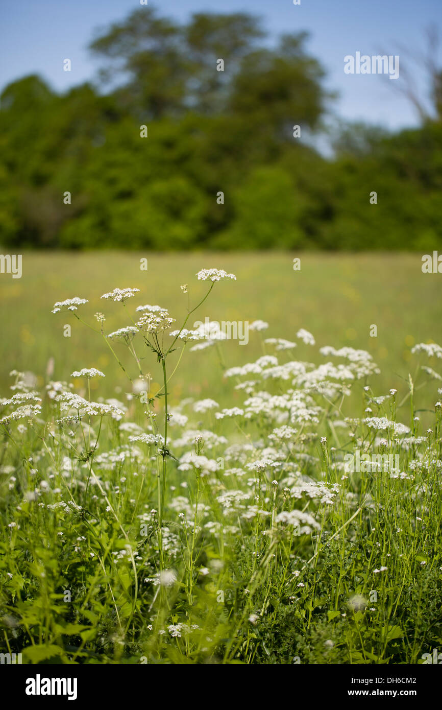 Cow Parsley - Anthriscus sylvestris Stock Photo - Alamy