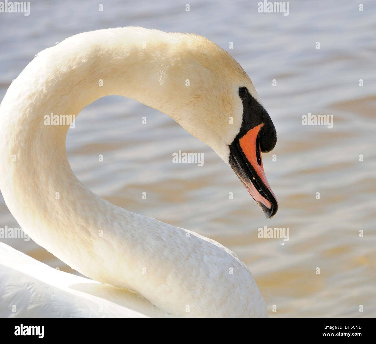 Close up swan head and neck hi-res stock photography and images - Alamy