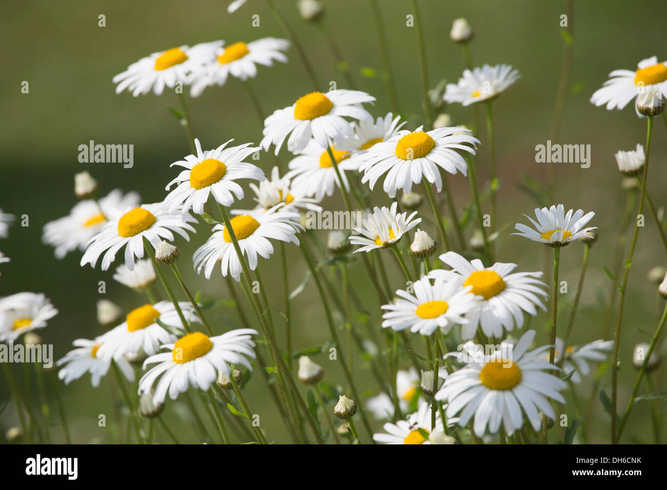 Oxeye daisy hi-res stock photography and images - Alamy