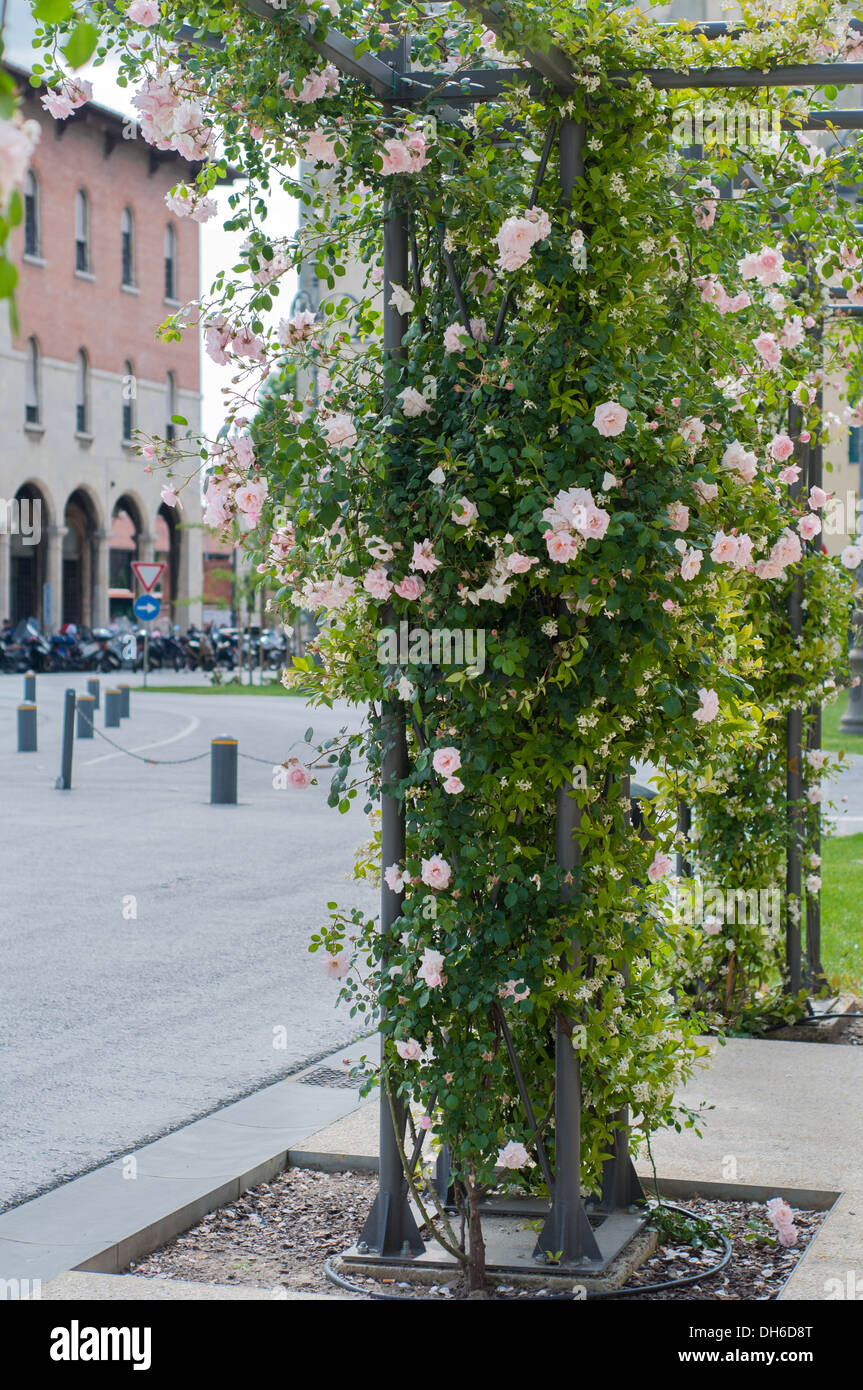 Climbing plants on a pole Stock Photo - Alamy