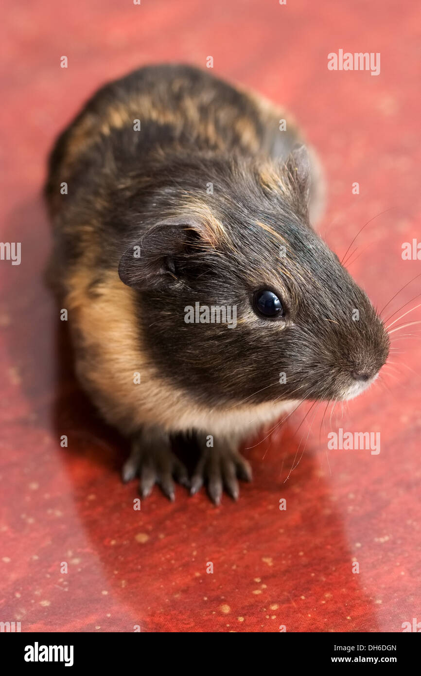 Black guinea pig hi-res stock photography and images - Alamy