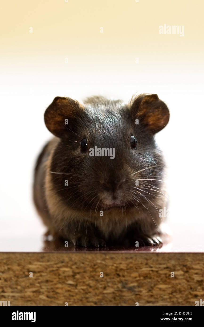 Cute black guinea pig sitting and looking to us Stock Photo - Alamy
