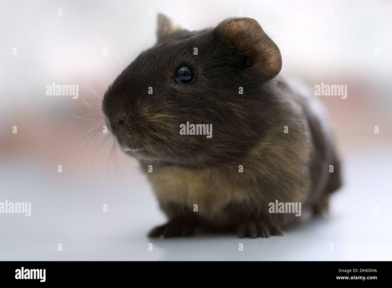 Black guinea pig hi-res stock photography and images - Alamy