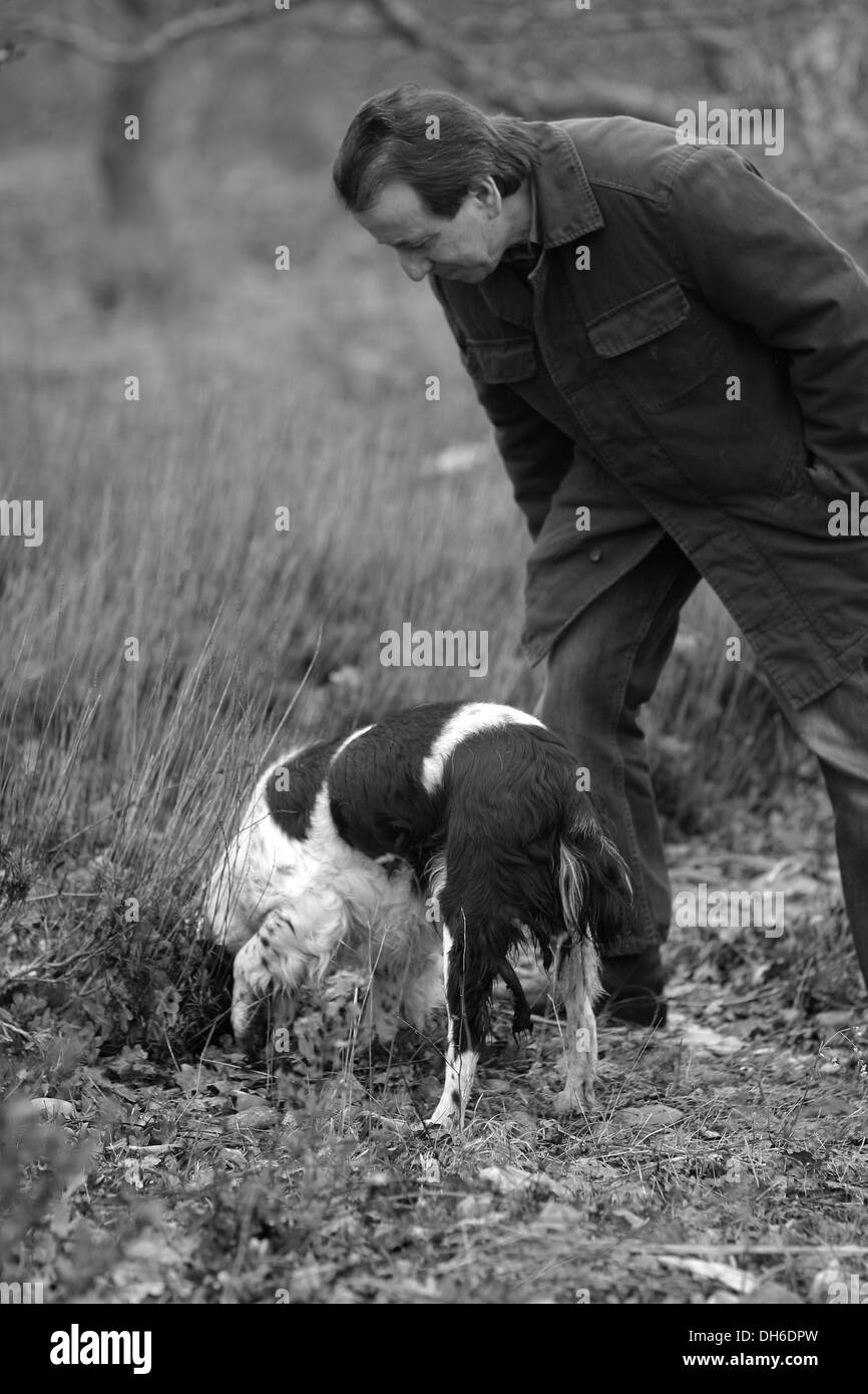 French hunting dog Black and White Stock Photos & Images - Alamy
