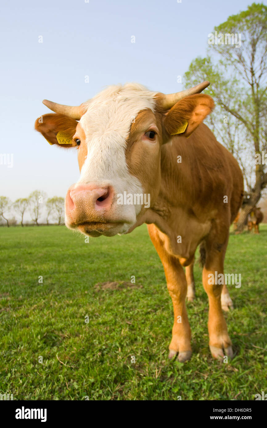 Wide angle field hi-res stock photography and images - Alamy