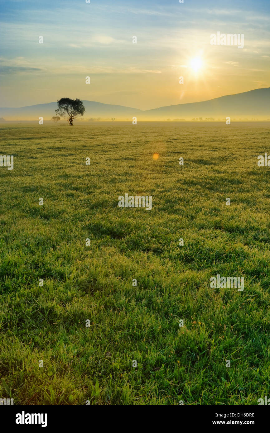 Green morning field, dewy grass, thin fog layer on the horizon and the ...