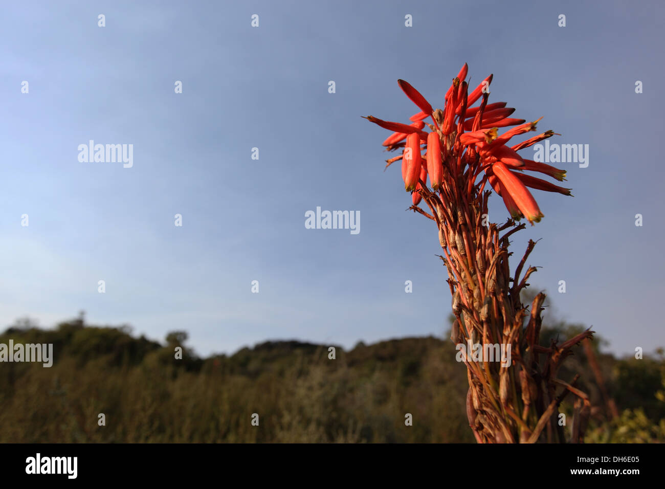 Aloe Vera Flowers Stock Photo - Alamy