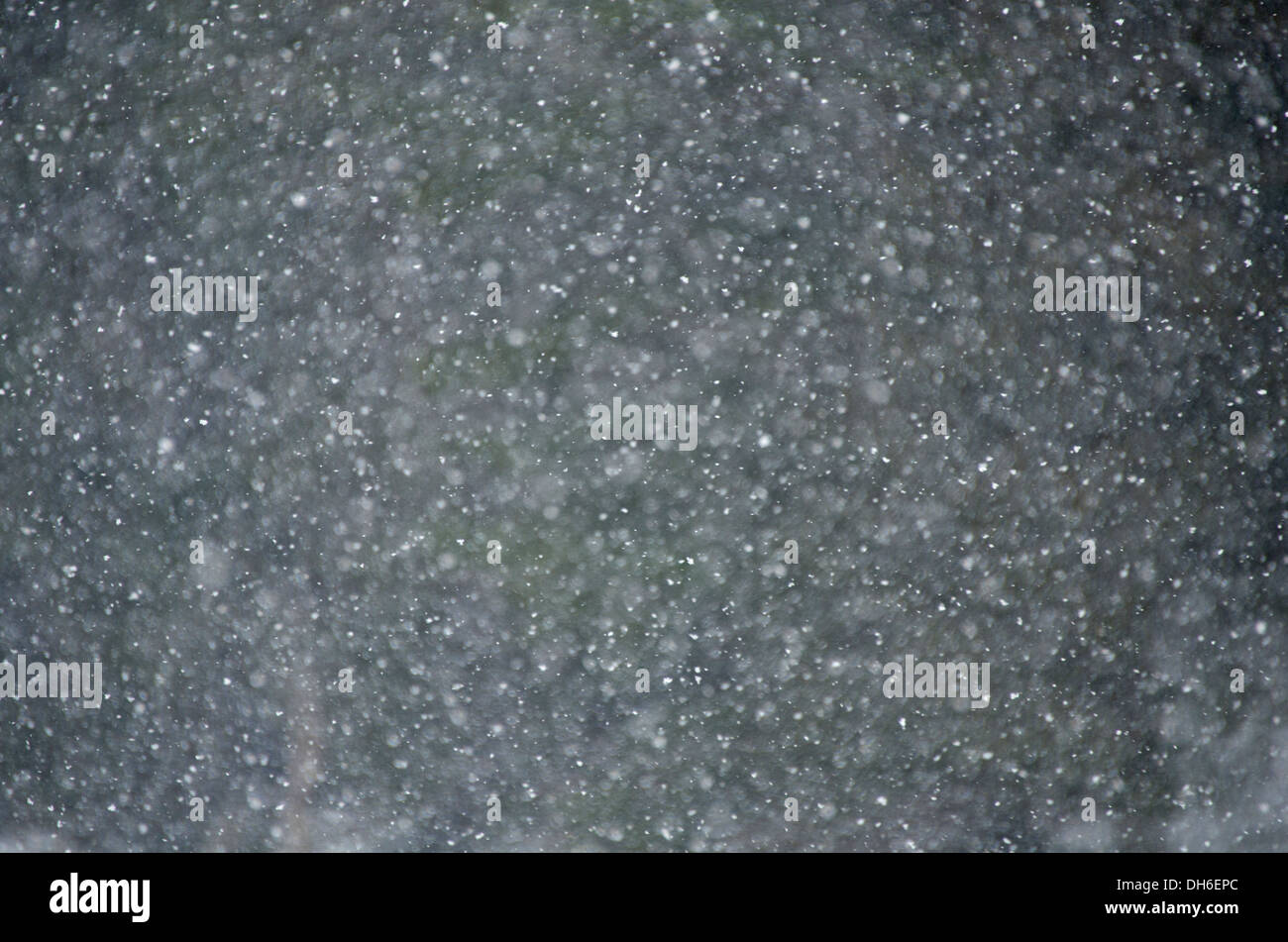 Snow flakes swirling in front of a dark spruce forest Stock Photo - Alamy