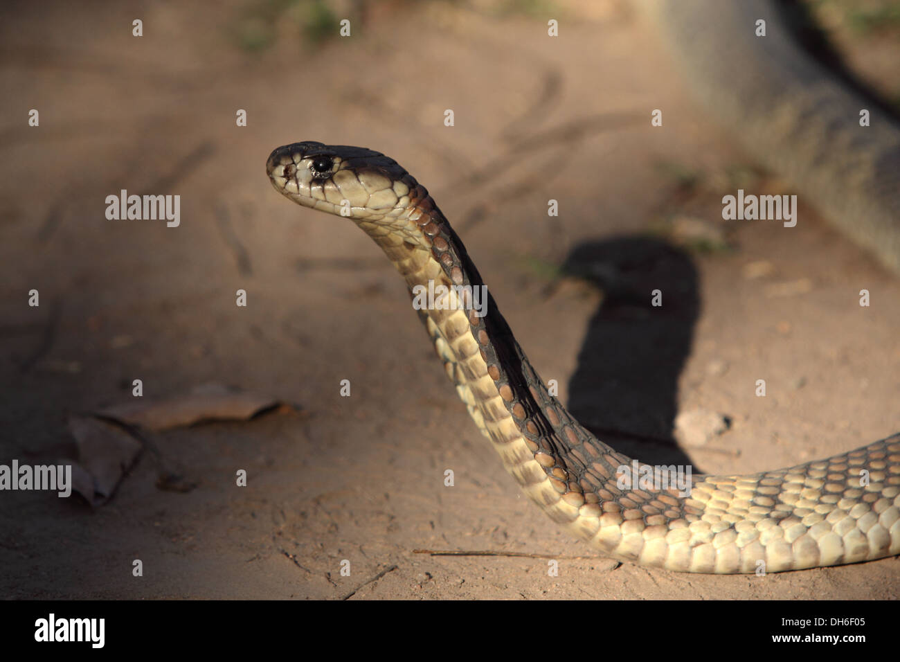 Elapidae hi-res stock photography and images - Alamy