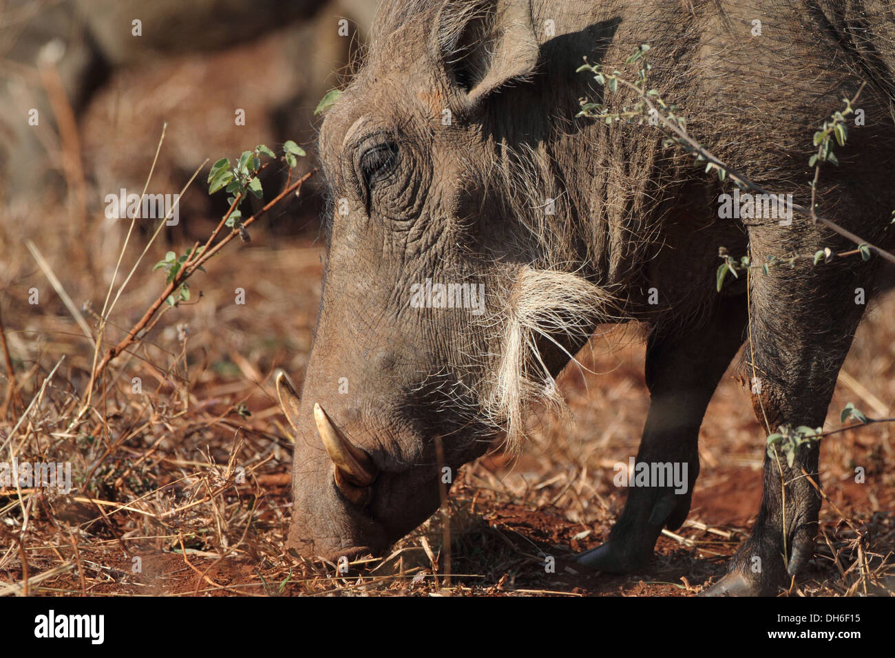 Warthog skull hi-res stock photography and images - Alamy
