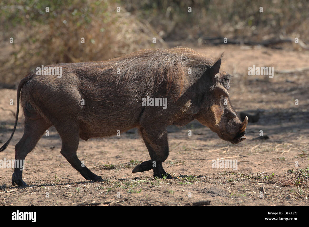 Warthog skull hi-res stock photography and images - Alamy