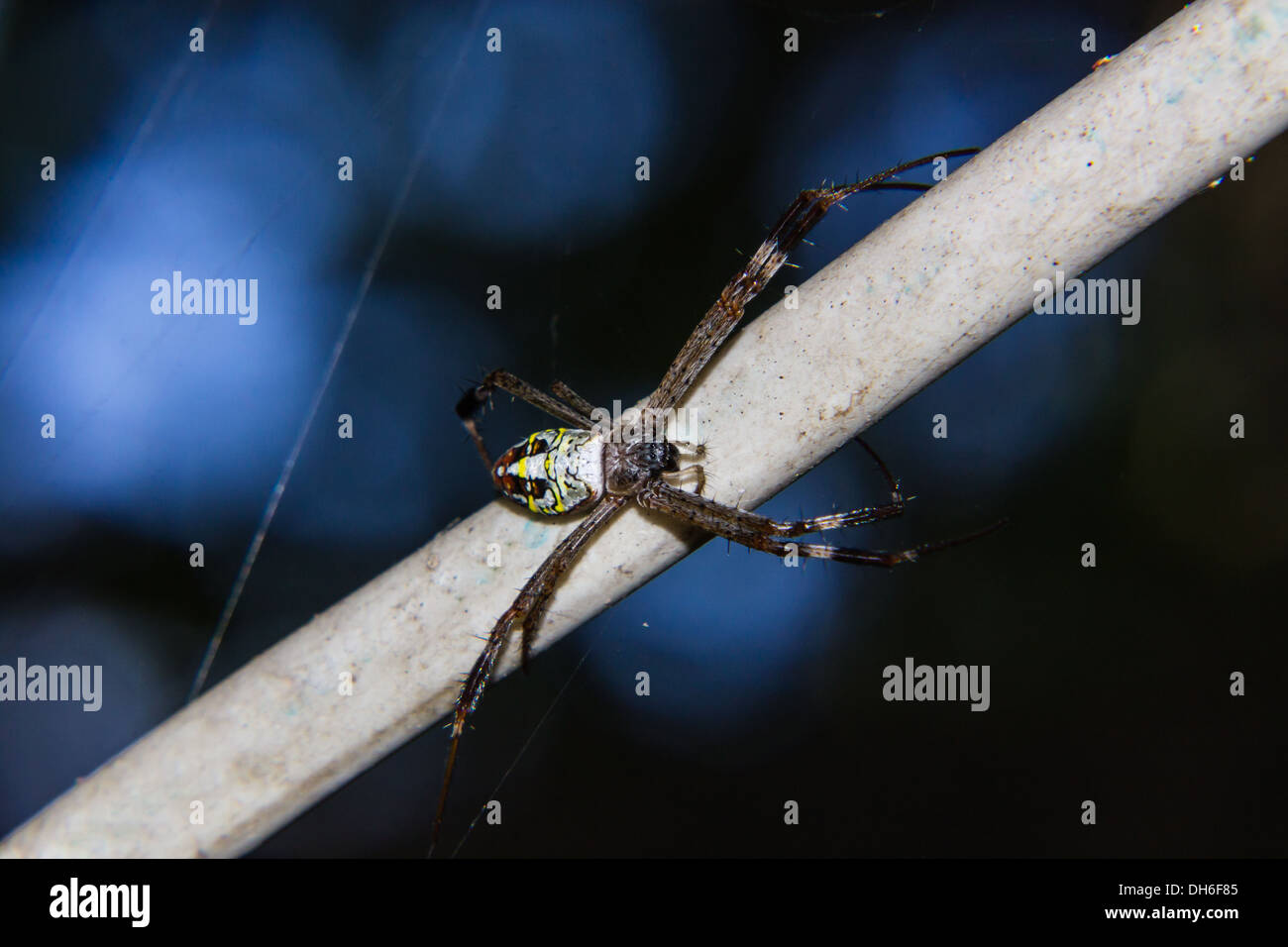 Glowing spider hi-res stock photography and images - Alamy
