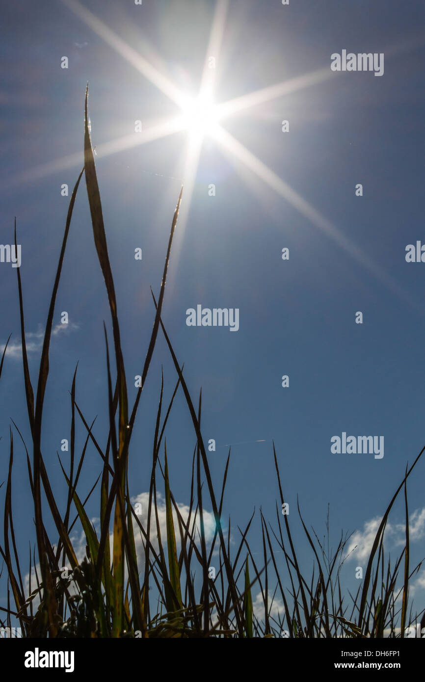 Rice crop in the sunshine Stock Photo - Alamy