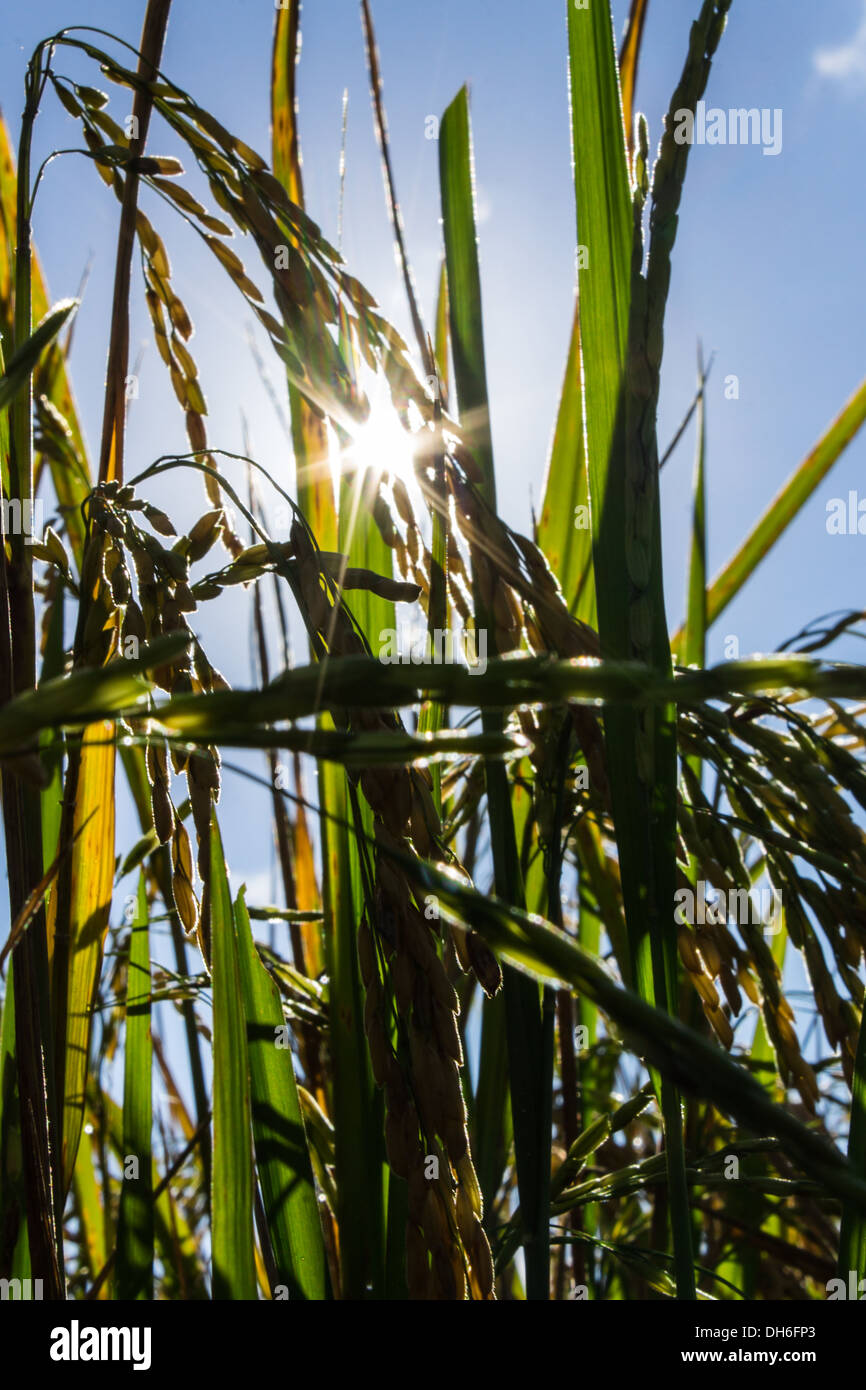 Rice crop in the sunshine Stock Photo - Alamy