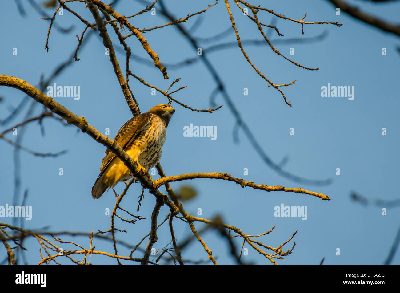 London hawk hi-res stock photography and images - Alamy