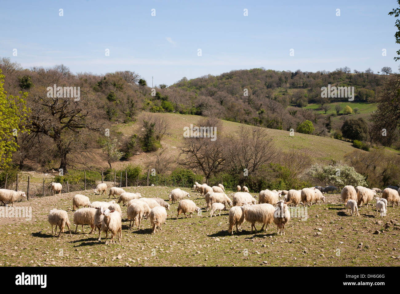 flock, sheep, scansano, grosseto province, maremma, tuscany, italy ...