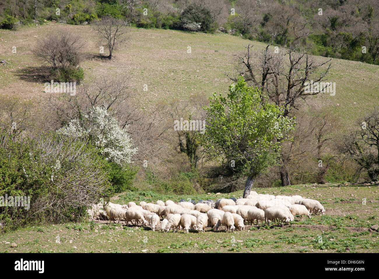flock, sheep, scansano, grosseto province, maremma, tuscany, italy ...