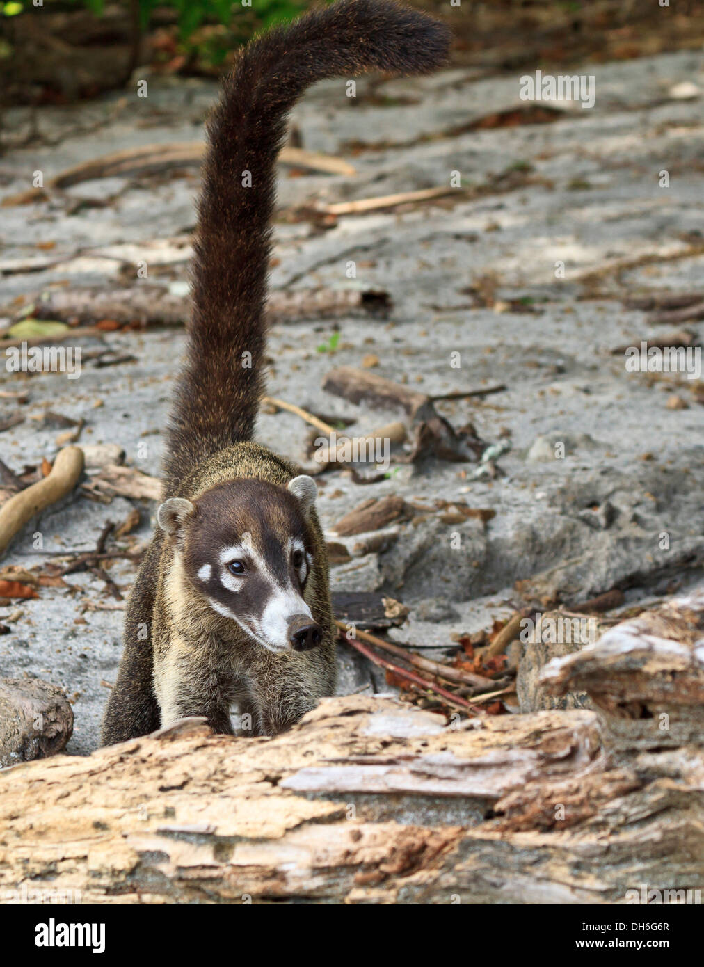 A white-nosed Coati on a Costa Rican beach with a long tail - a member ...