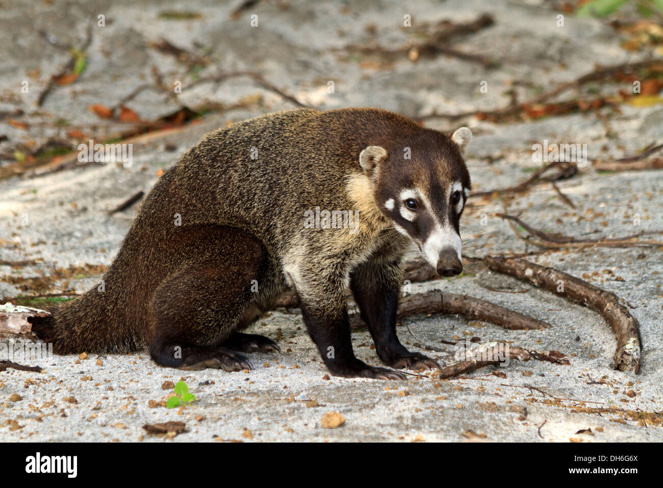 A white-nosed Coati on a Costa Rican beach - a member of the raccoon ...