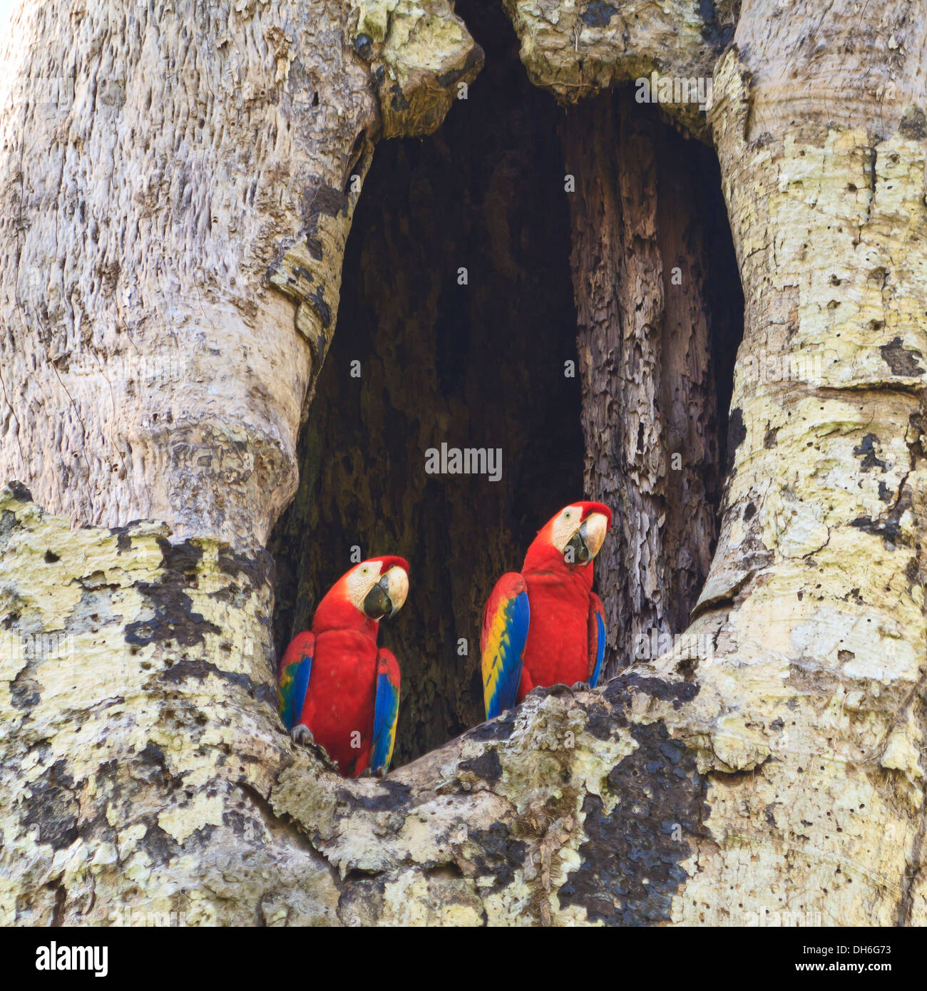 Scarlet macaw nest hi-res stock photography and images - Alamy
